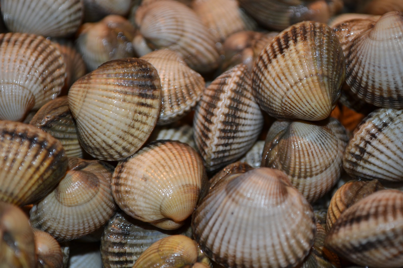 Lekker op het platteland: Risotto met kokkels