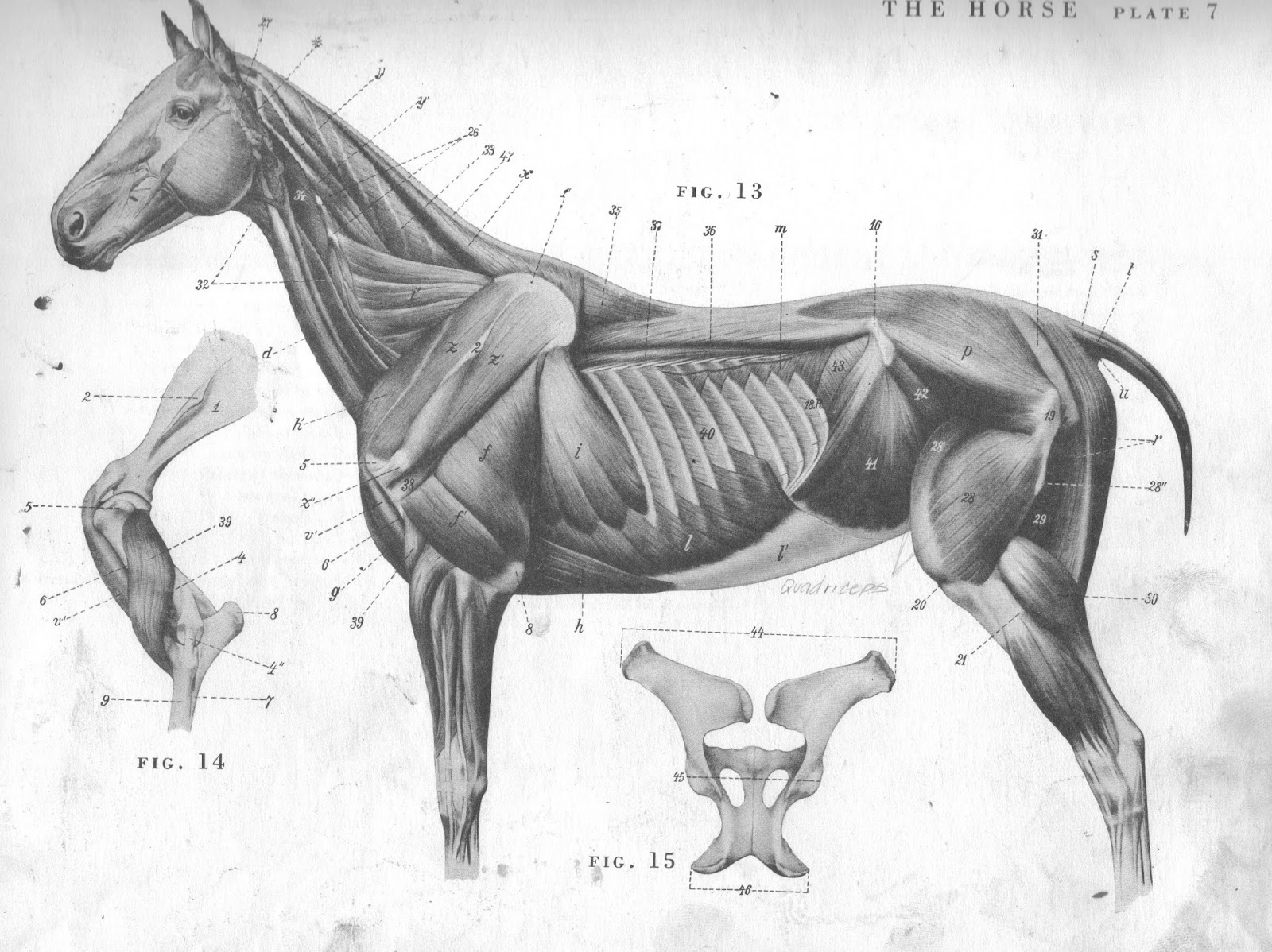 Garret s Drawing A Day Blog Horse Anatomy