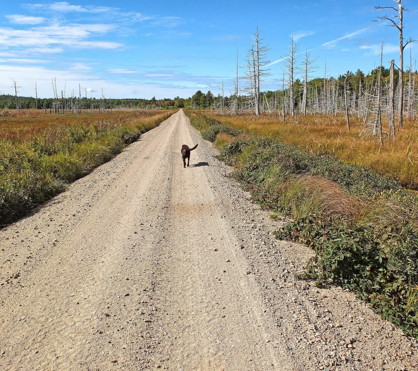 Hiking in Maine with Kelley: 9/27/13 Downeast Sunrise Trail part II
