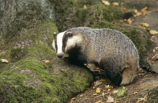 EL YAGUARUNDÍ: Tejón: características, hábitat y comportamiento