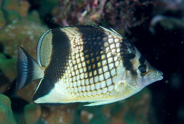 D' Ocean Aquarium: Ikan Kepe kepe (Butterfly Fish)
