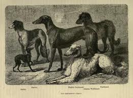 Human's Bestfriends: Dog's Ancestors