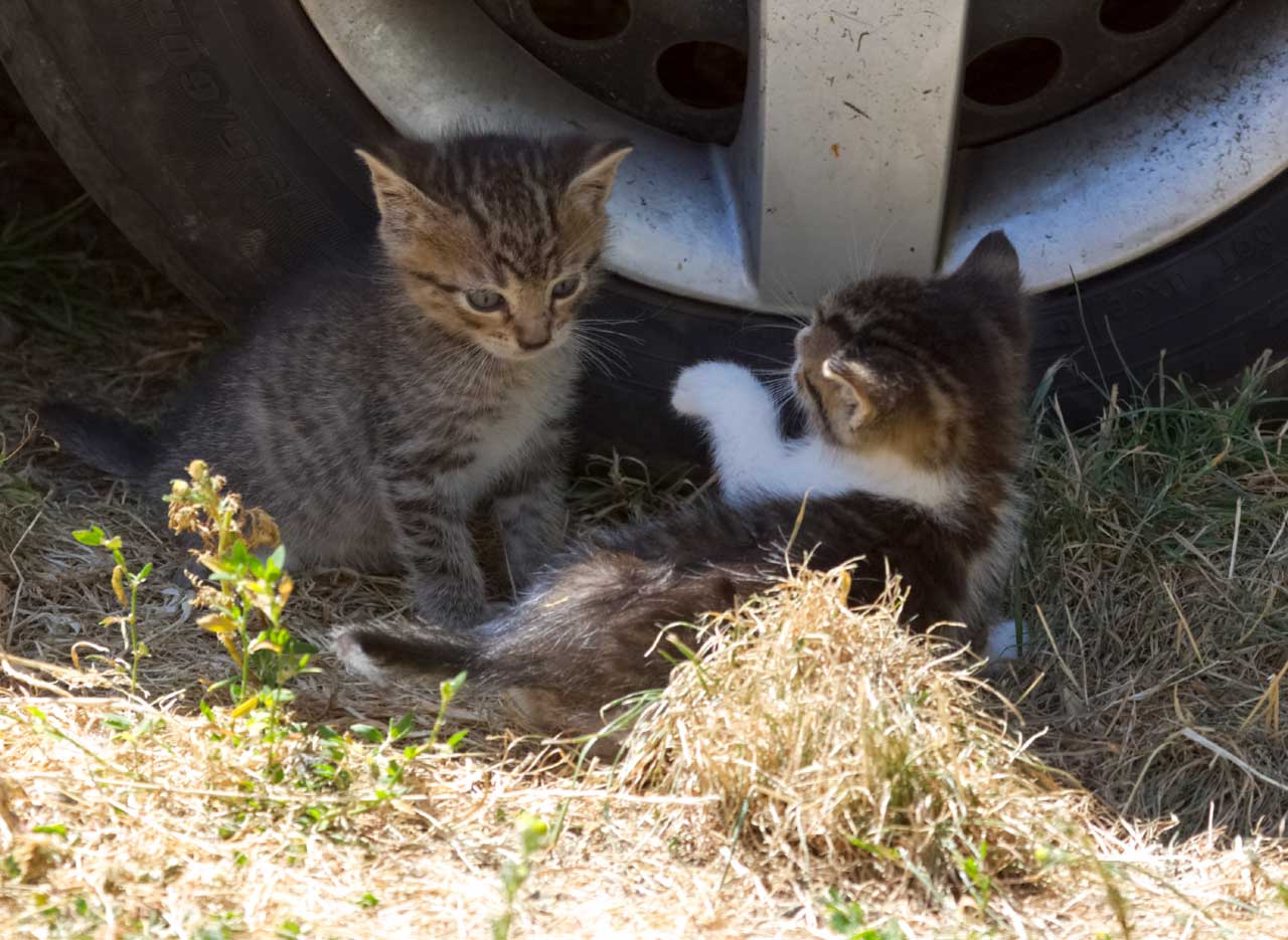 Feral Kittens Play