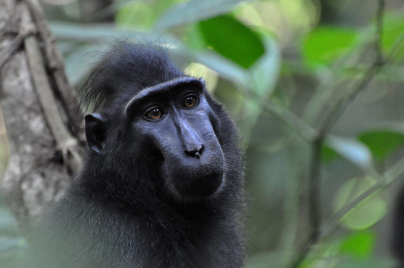 My Dream: Japan: Japan Favorites: Week 3