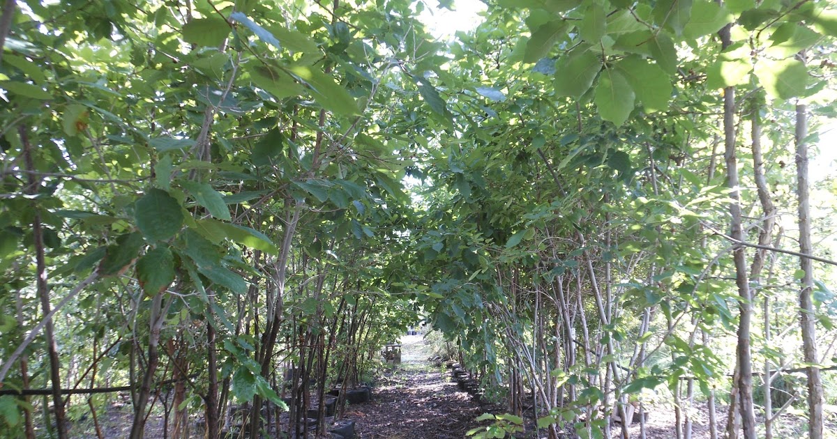 Trees That Please Nursery: Big Trees On Sale At Trees That Please Nursery!