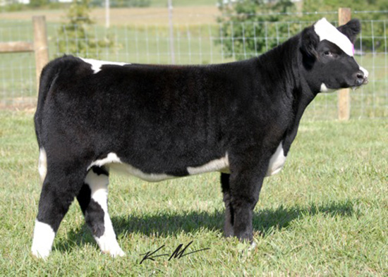Lautner Farms: High Seller - Soehnlen Cattle - Monopoly Heifer - $6,250