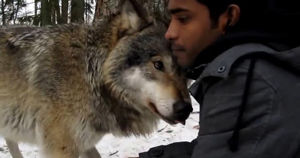 White Wolf : A very special encounter between curious wolves and a ...