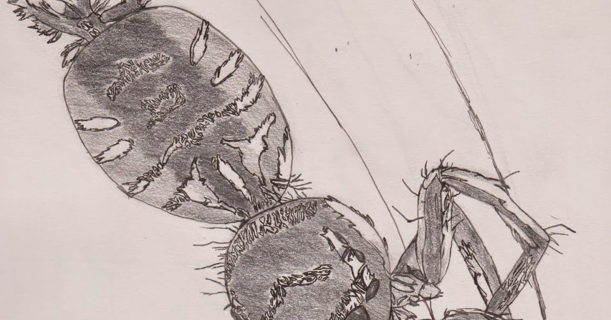 Maratus Sceletus - Stephen Cousins