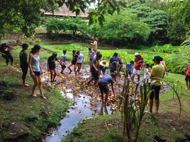 Mālama ʻĀina Field School at Nānākuli 2014: Ka Papa Lo'i o Kanewai: 7/7/14