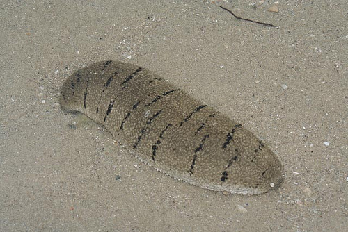 Sandfish - Sea Cucumber - Alfa Enterprises (PVT) Ltd. Welcome to Sri Lanka