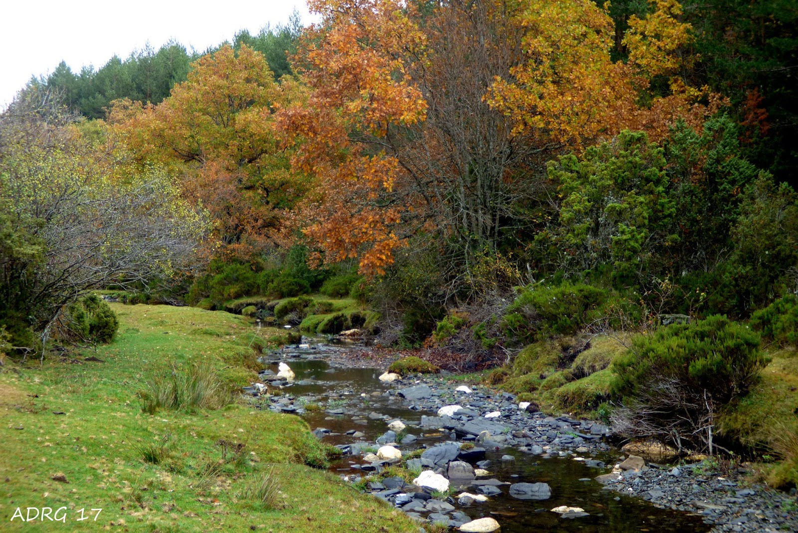 UN AMBIENTALISTA: Ruta: por el Hayedo de la Tejera Negra - II