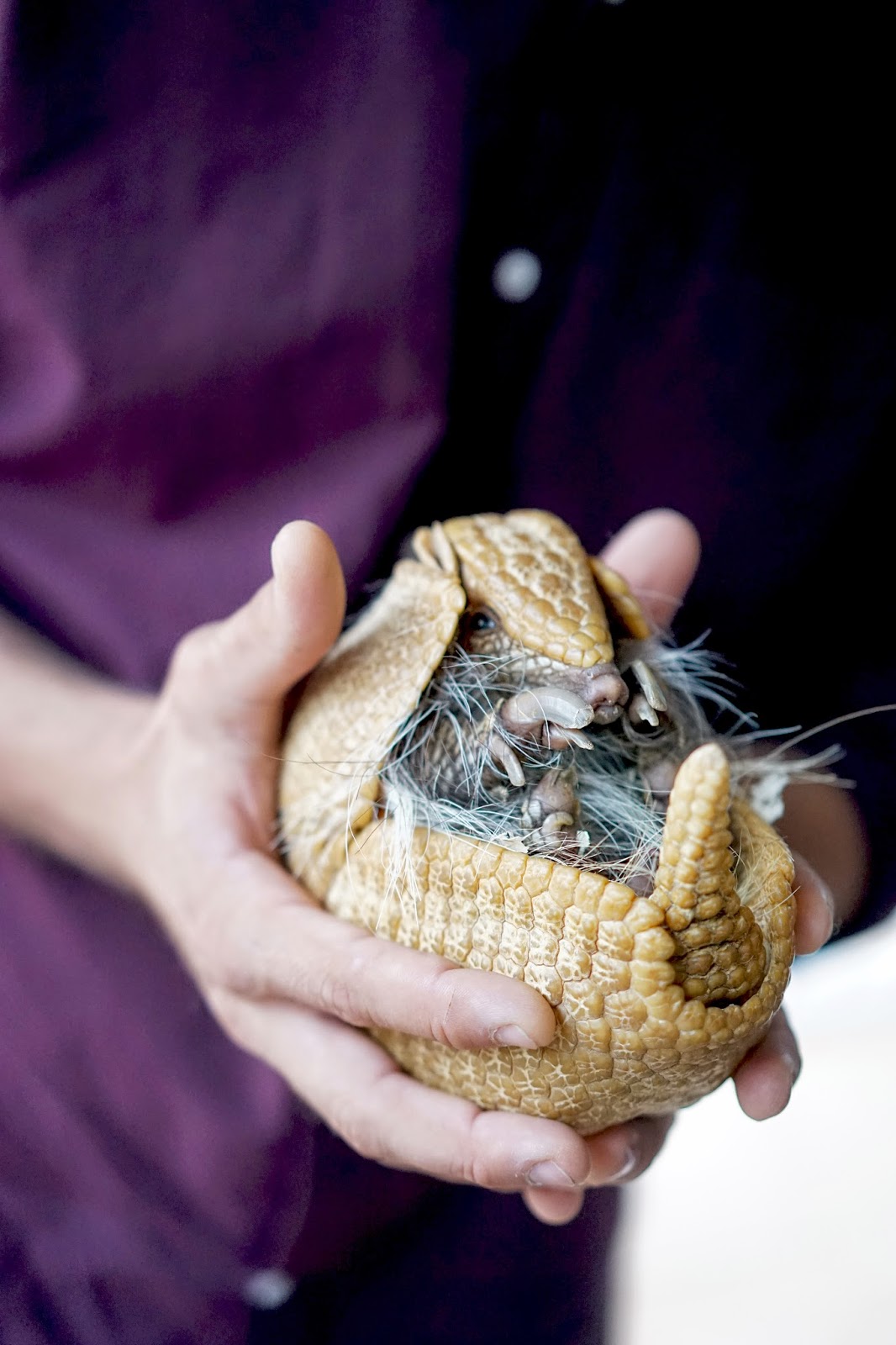 Nurtured by Nature, My day with Otters, Sloths, Kangaroos, Armadillos ...