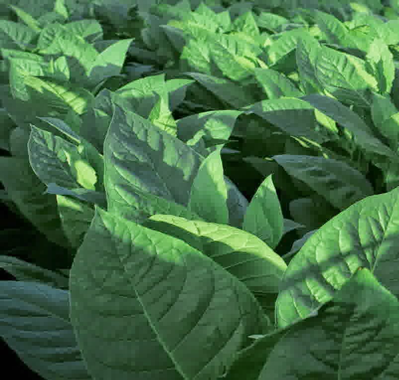 BUDIDAYA TEMBAKAU | Toko Nasa Online