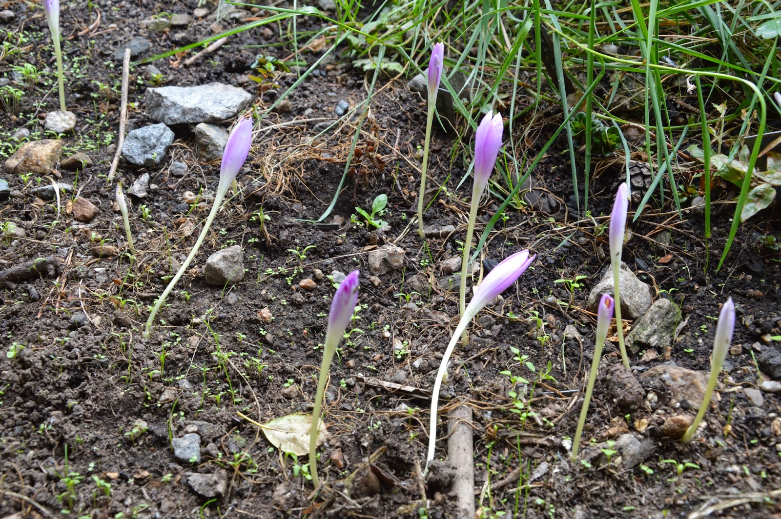 Blomstervenners Klubb: 2014