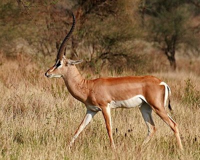 Gazelle | Wildlife | The Wildlife