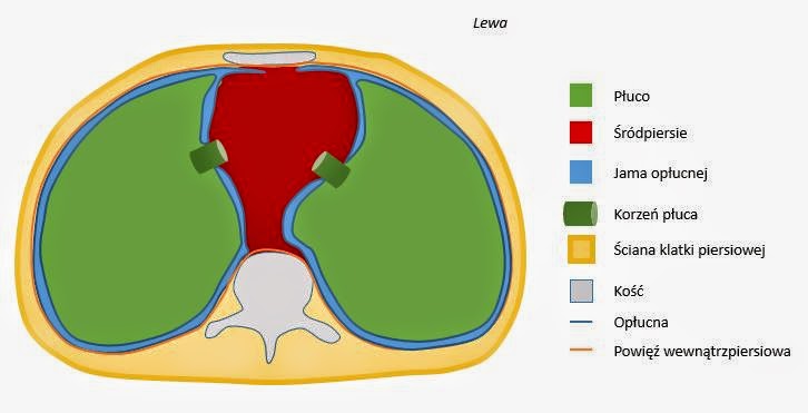 Anatomiczny: Opłucna