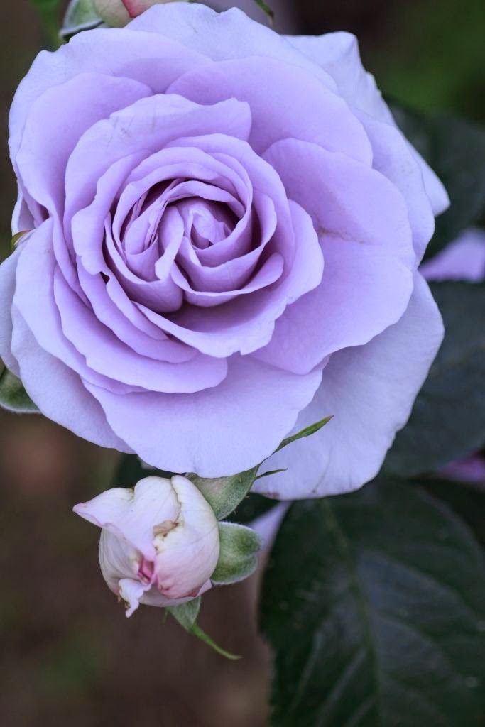 Gorgeous Roses ~ Stunning nature