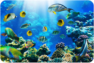 Aquatic Biomes: Aqua Life