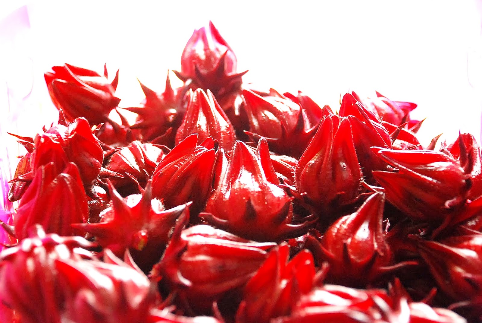 "Exotic Trini Dishes": Sorrel