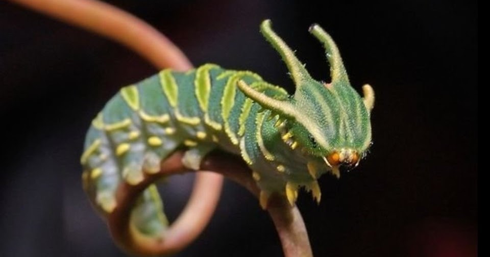 TYWKIWDBI ("Tai-Wiki-Widbee"): Caterpillar of the Tailed Emperor butterfly