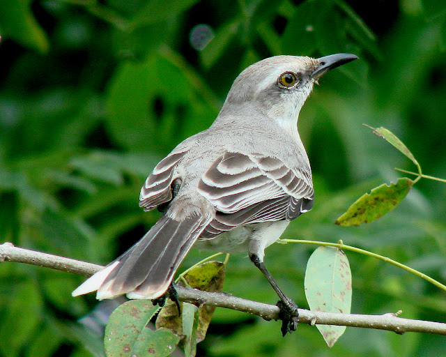 Bellas Aves de El Salvador: Mimus polyglottos (zenzontle del norte o ...