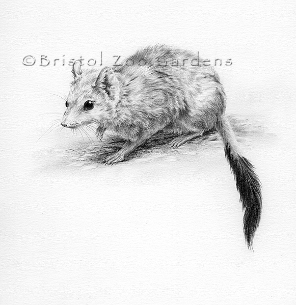 Diary of a zoo illustrator: Kowari and Sweep