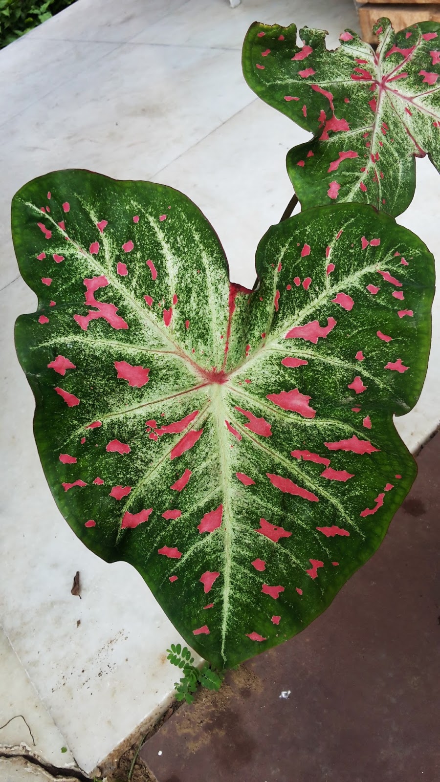 Jaipur Garden: Colorful Caladiums