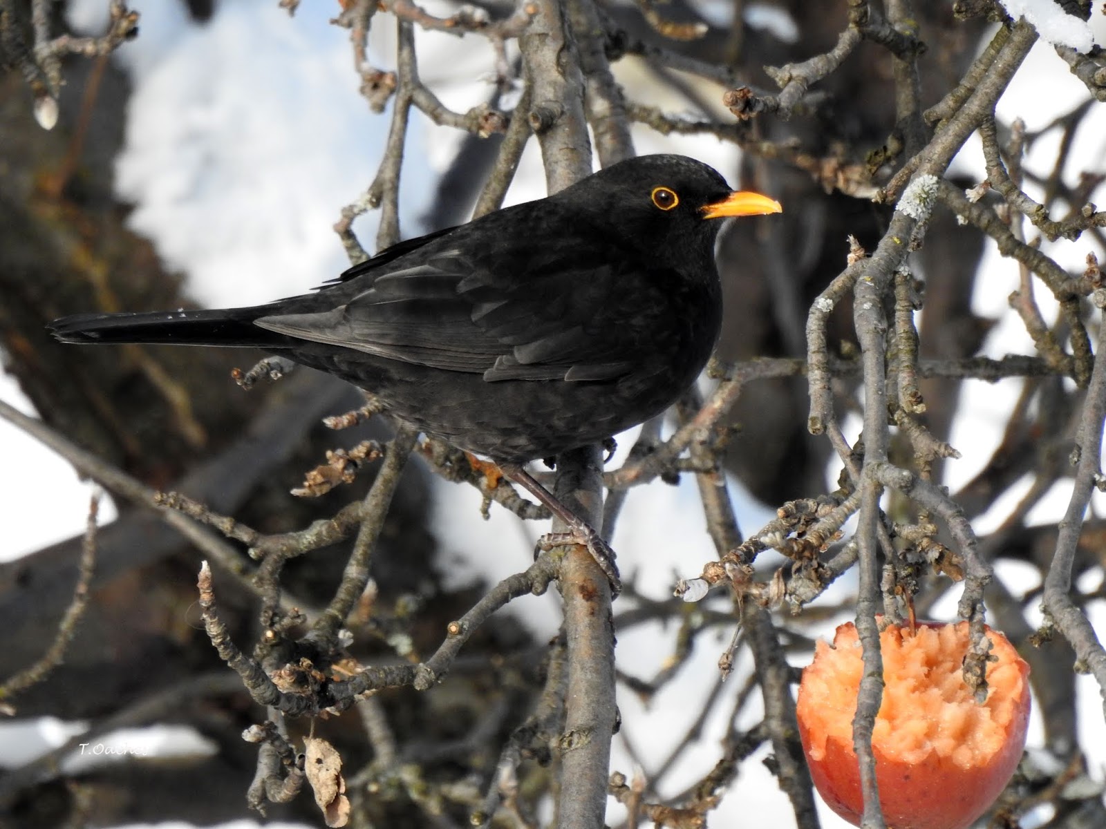 PASARI DIN ROMANIA: MIERLA (1), Turdus merula