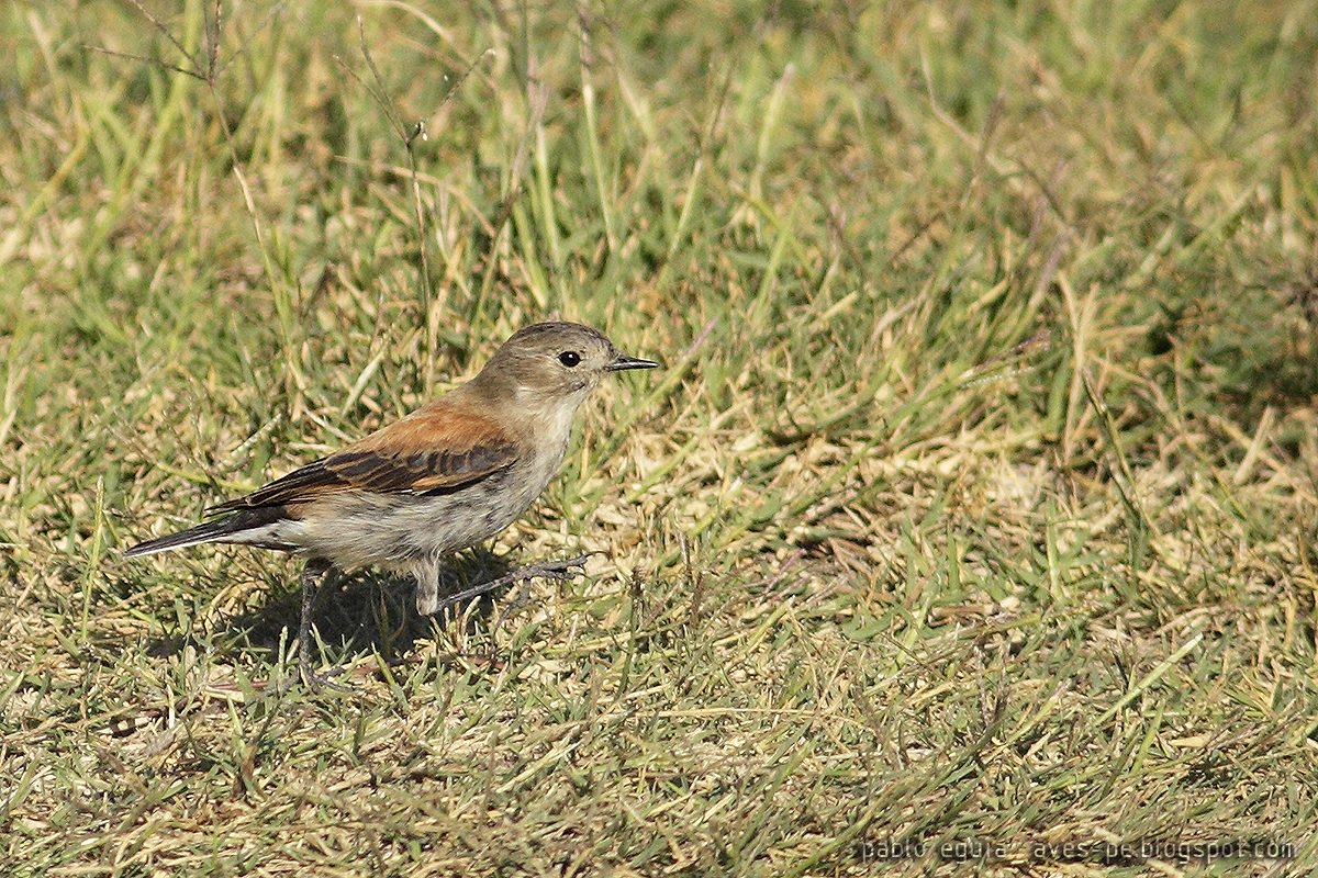 mis fotos de aves: Lessonia rufa Sobrepuesto Austral Austral Negrito