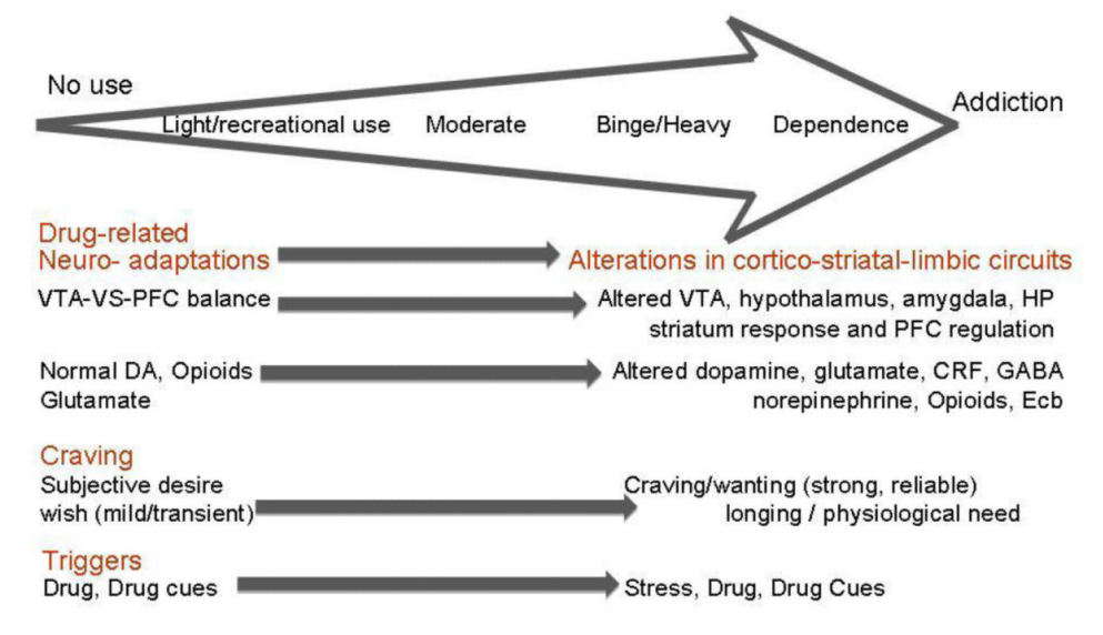 The Clinical Neurobiology of Drug Craving