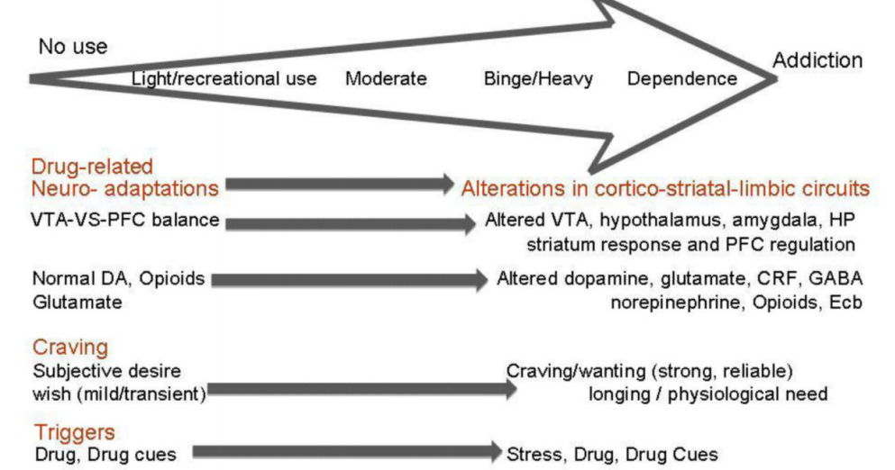 The Clinical Neurobiology of Drug Craving