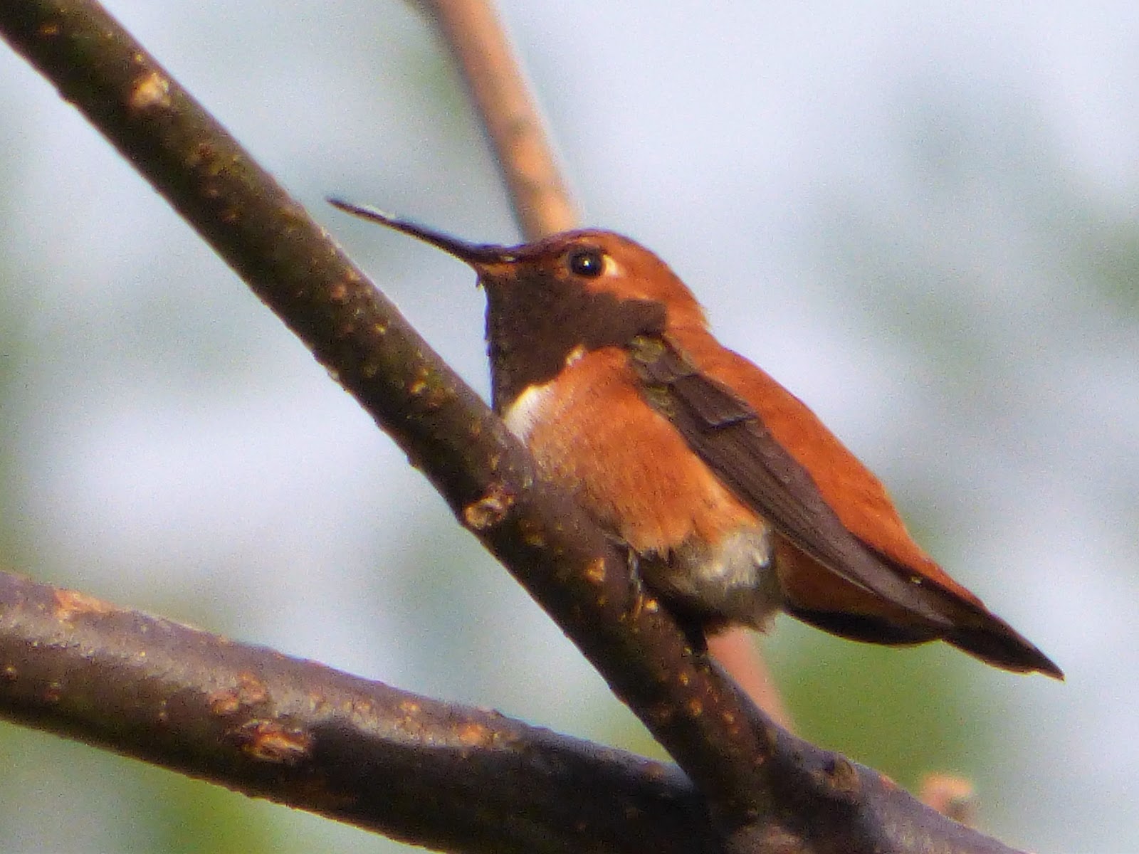 Geotripper's California Birds: A First Sighting (for me) on the ...