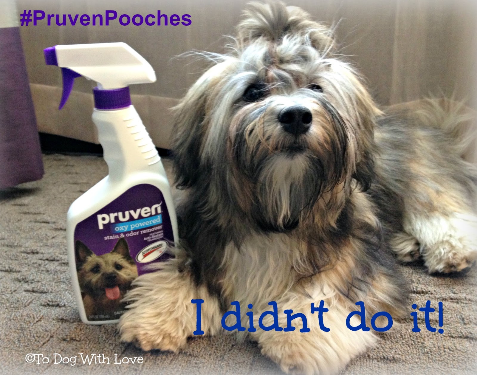 To Dog With Love: BarkWorld Expo 2013: Packing Tips, Atlanta Dog Walks ...