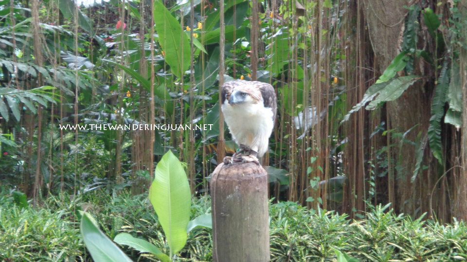 The Majestic Haribon - The Wandering Juan