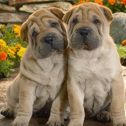 Perros bonitos - Imagui