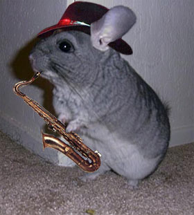 Funny Animals: Funny Chinchilla Pictures/Images