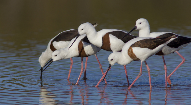 Birds in Tasmania: Togetherness.....Banded Stilt