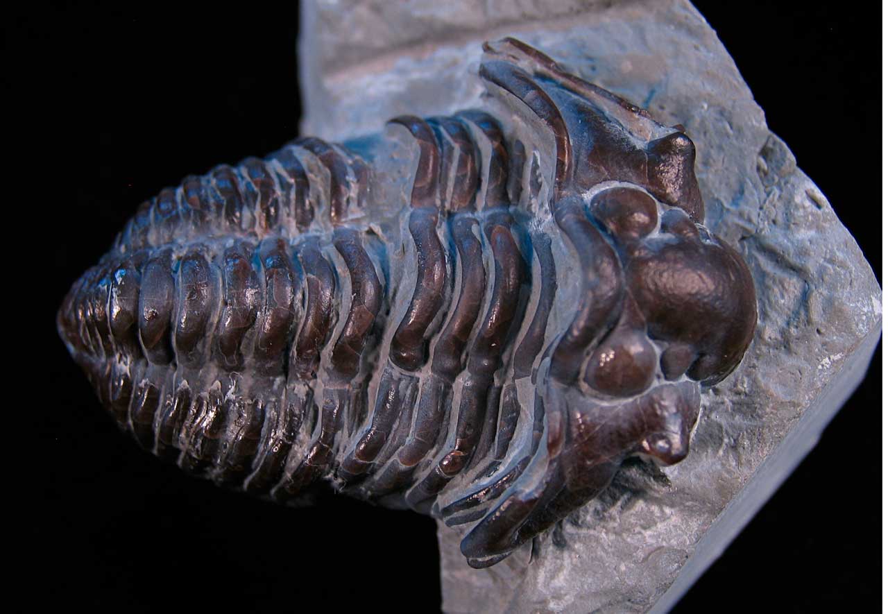 Louisville Fossils and Beyond: Calymene Trilobite Polished