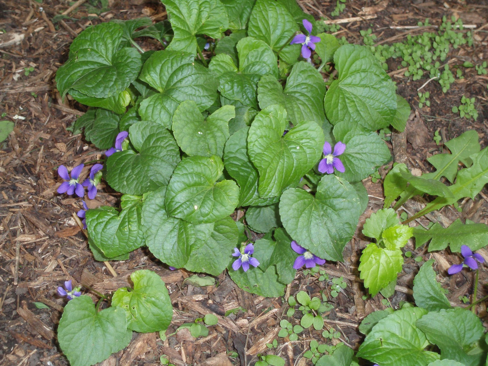 How Great The Yield From A Fertile Field: Violets