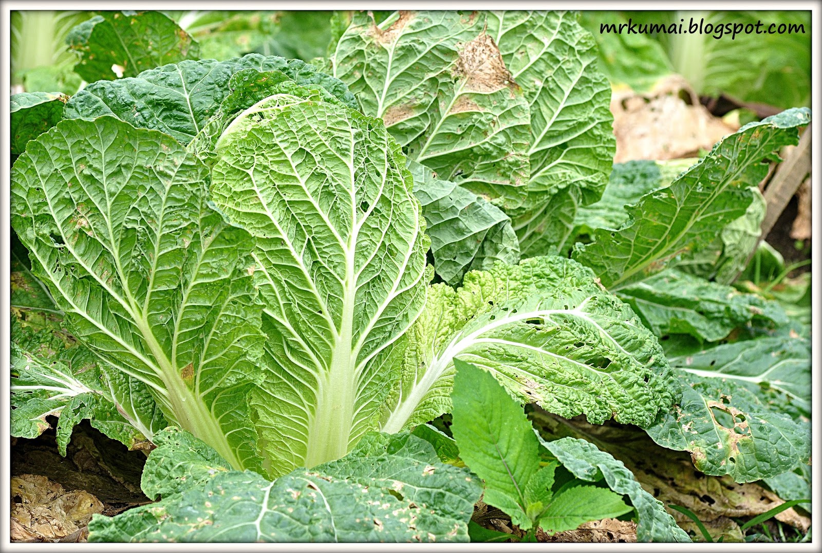 mrkumai.blogspot.com: Kebun Kubis Bunga di Cameron Highlands