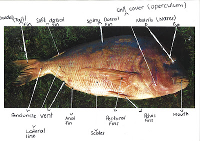 :Inspiring:: One massive snapper!