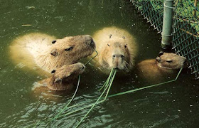 Life Is Better On Vacation: Capybara (The World's Biggest Rodent)