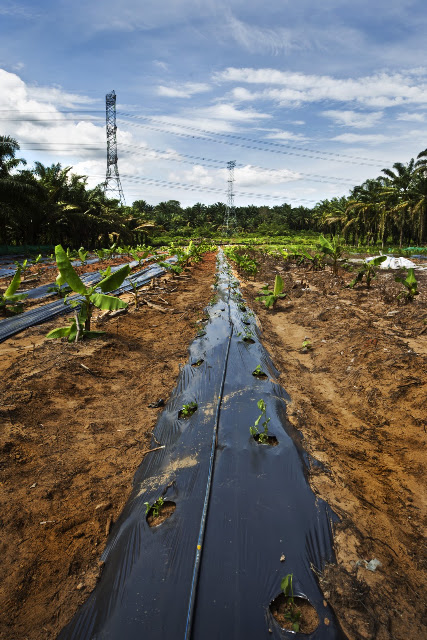 Ladang 8: Ladang 8 @ Terong, Perak