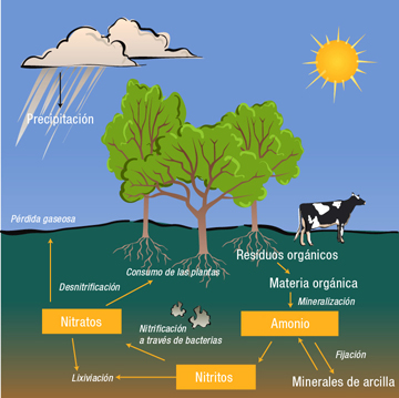 "ECOLOGIA": "CICLOS BIOGEOQUIMICOS"