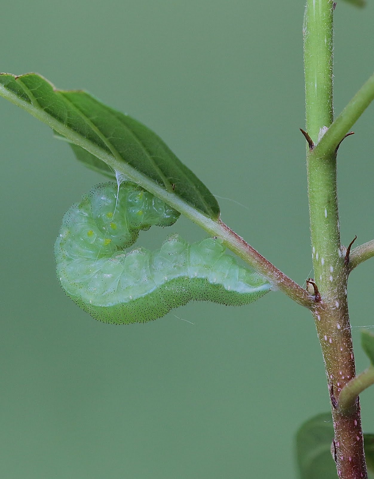 Butterflies of the UK. an insight into their lives: Brimstone