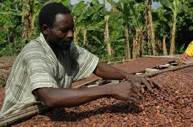 Menas Associates: Sustainable cocoa project launched as Ghana cocoa ...