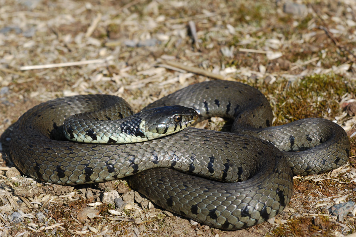 Yorkshire Field Herping and Wildlife Photography: September 2012