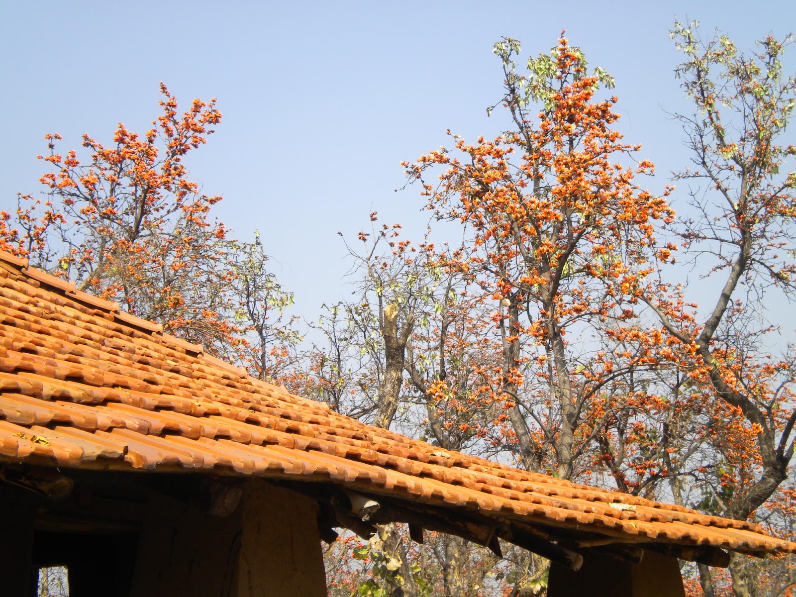 BARANTI PALASHBARI ( পলাশবাড়ি )