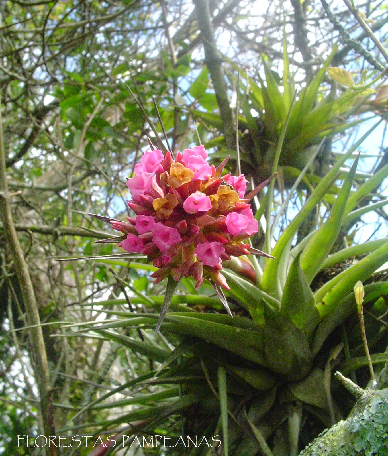 Florestas Pampeanas: FLORA PAMPEANA: ACA-BRO.