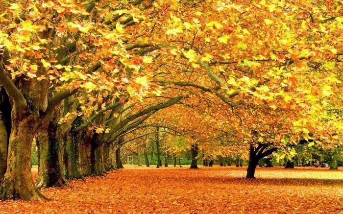 Autumn Season in Pakistan - The Falling Season - Autumn Wallpapers
